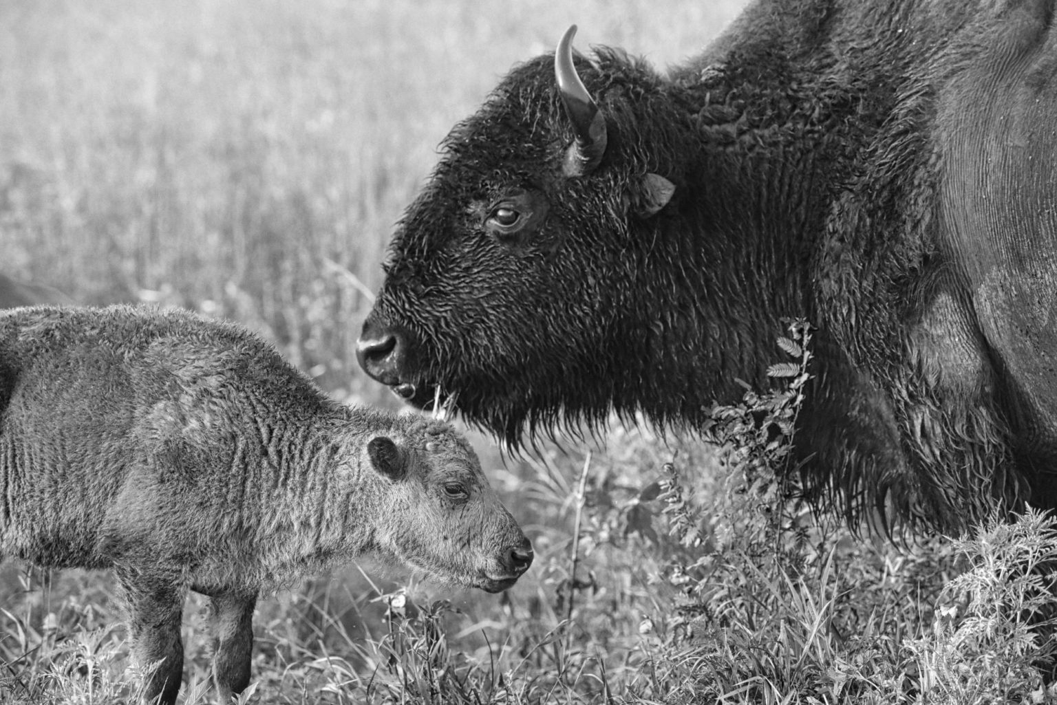 Prairie Quick Facts | Students | CampSilos